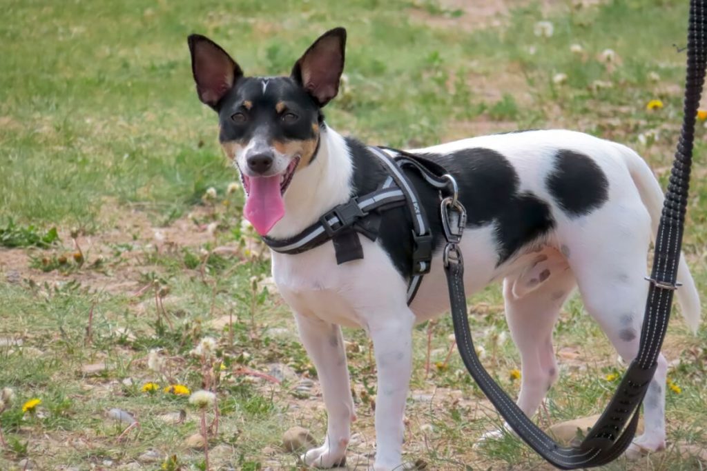 Coleira não é tudo igual: veja como escolher o modelo ideal - Kiss FM